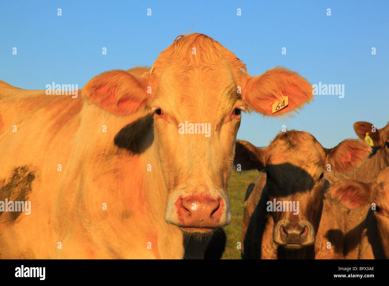 Cows on farm in Swoope, Shenandoah Valley, Virginia Stock Photo - Alamy