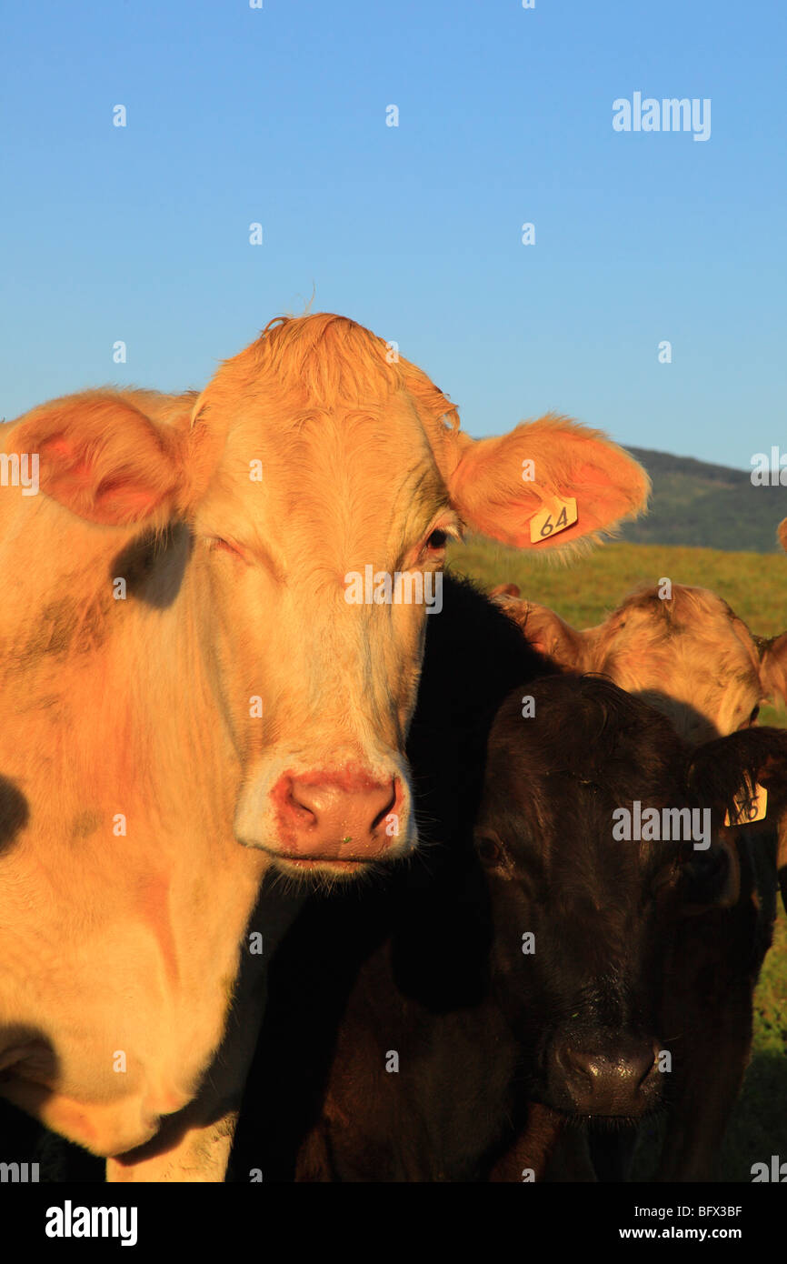 Cows on farm in Swoope, Shenandoah Valley, Virginia Stock Photo - Alamy