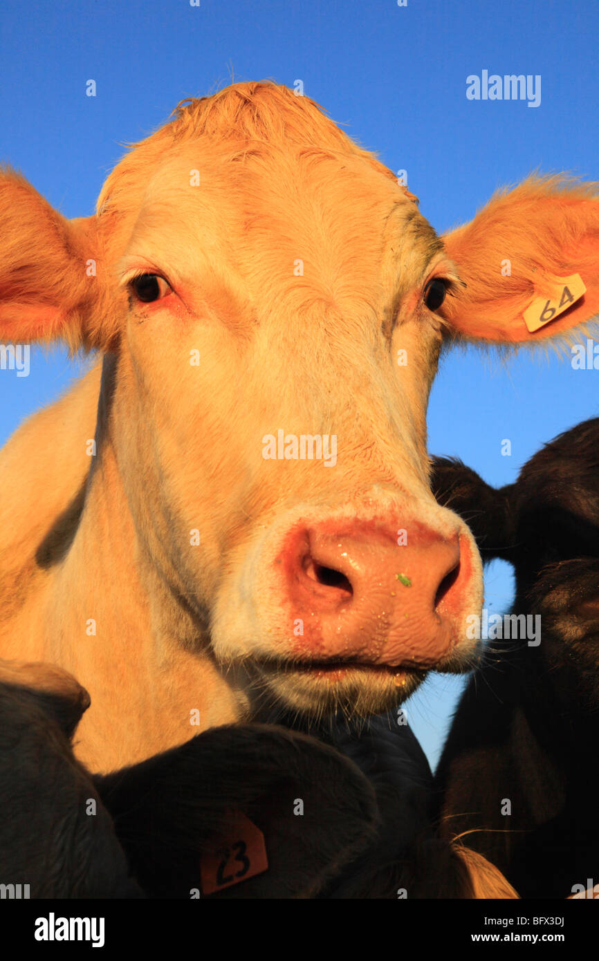 Cows on farm in Swoope, Shenandoah Valley, Virginia Stock Photo - Alamy