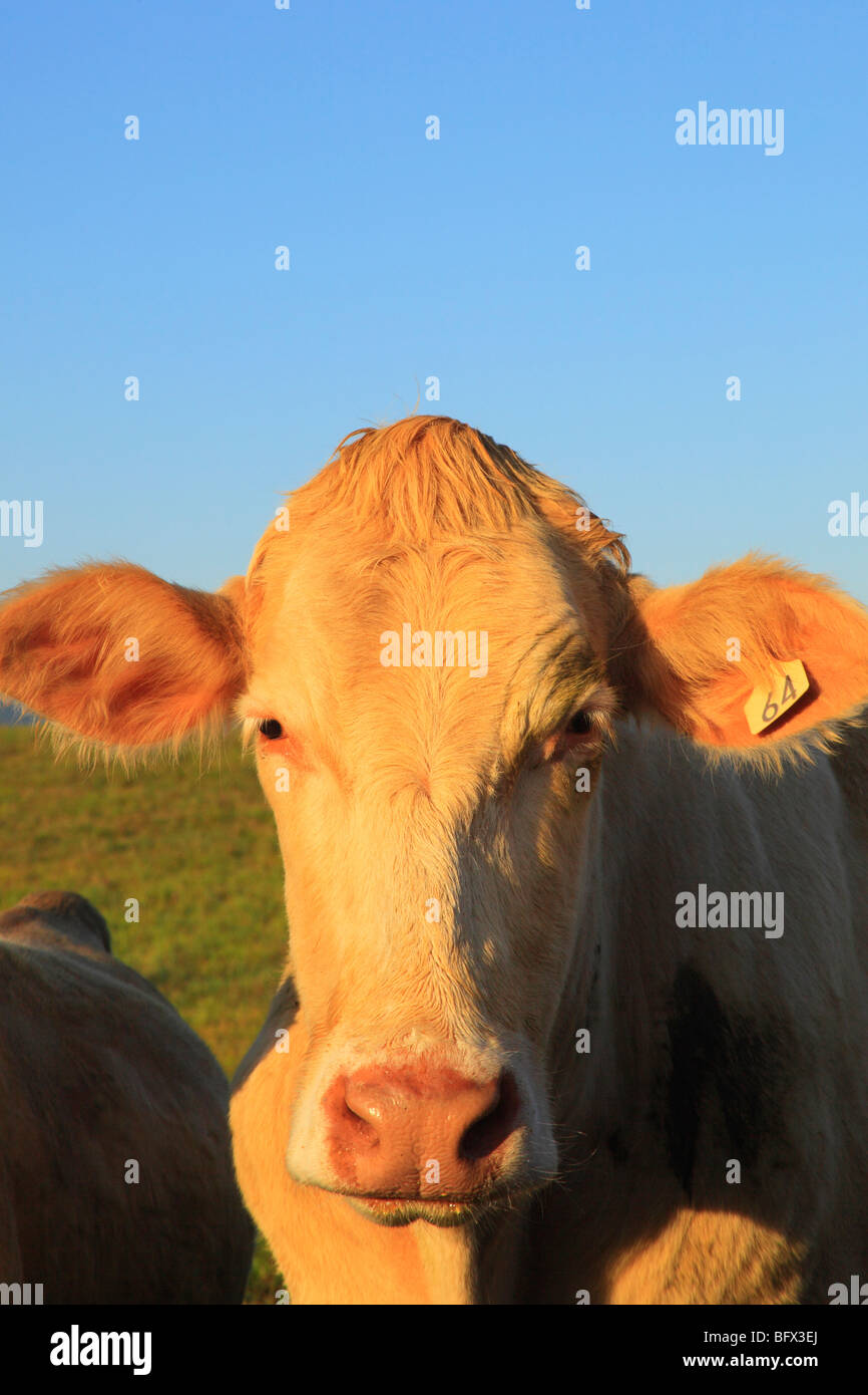 Cows on farm in Swoope, Shenandoah Valley, Virginia Stock Photo - Alamy