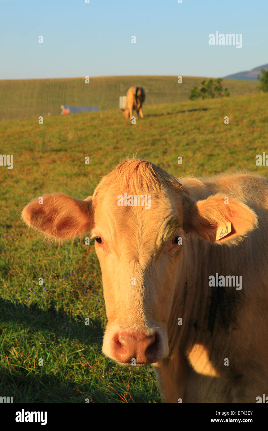 Cows on farm in Swoope, Shenandoah Valley, Virginia Stock Photo - Alamy