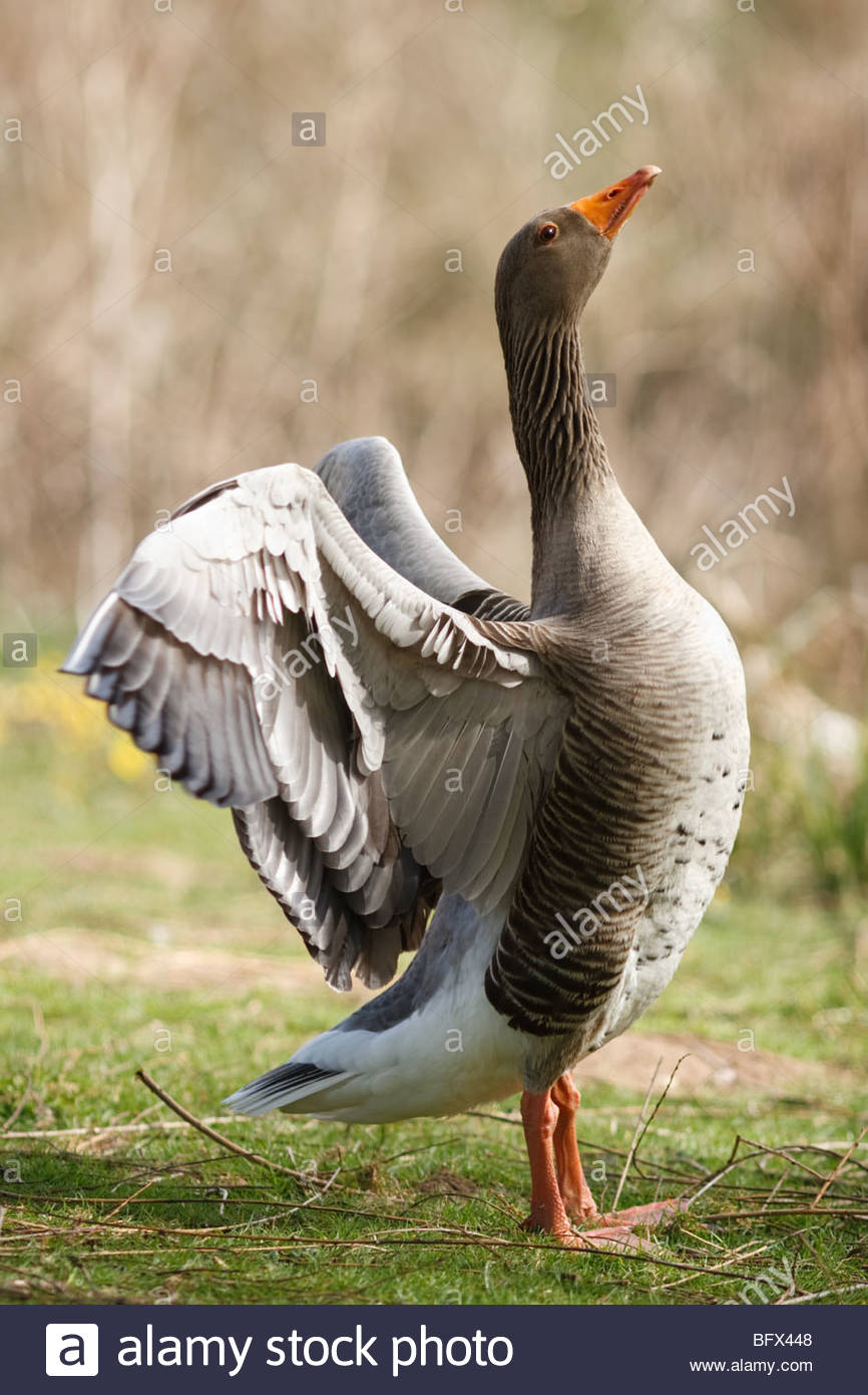 Orange Beak Geese High Resolution Stock Photography and Images - Alamy