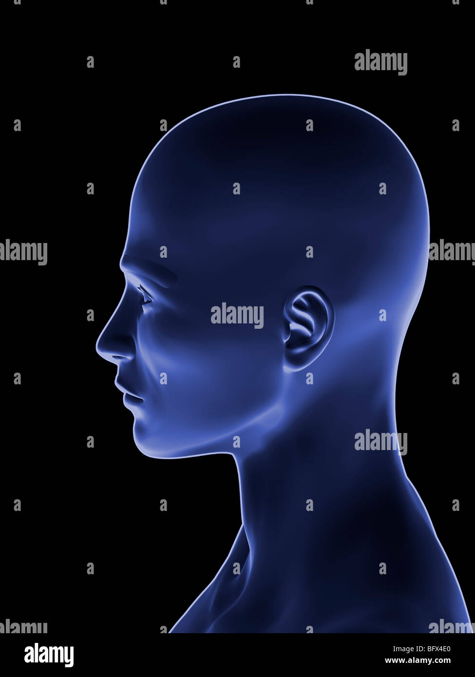 Human head illustration hi-res stock photography and images - Alamy