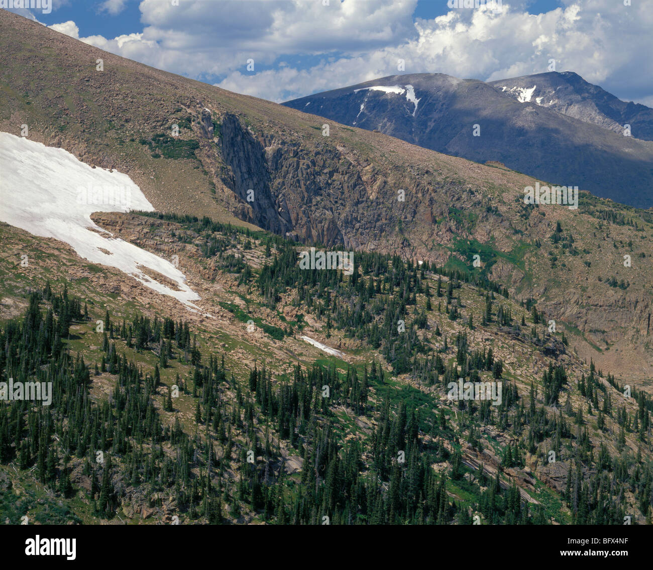 tree line, Rocky Mountain National Park, Colorado Stock Photo - Alamy
