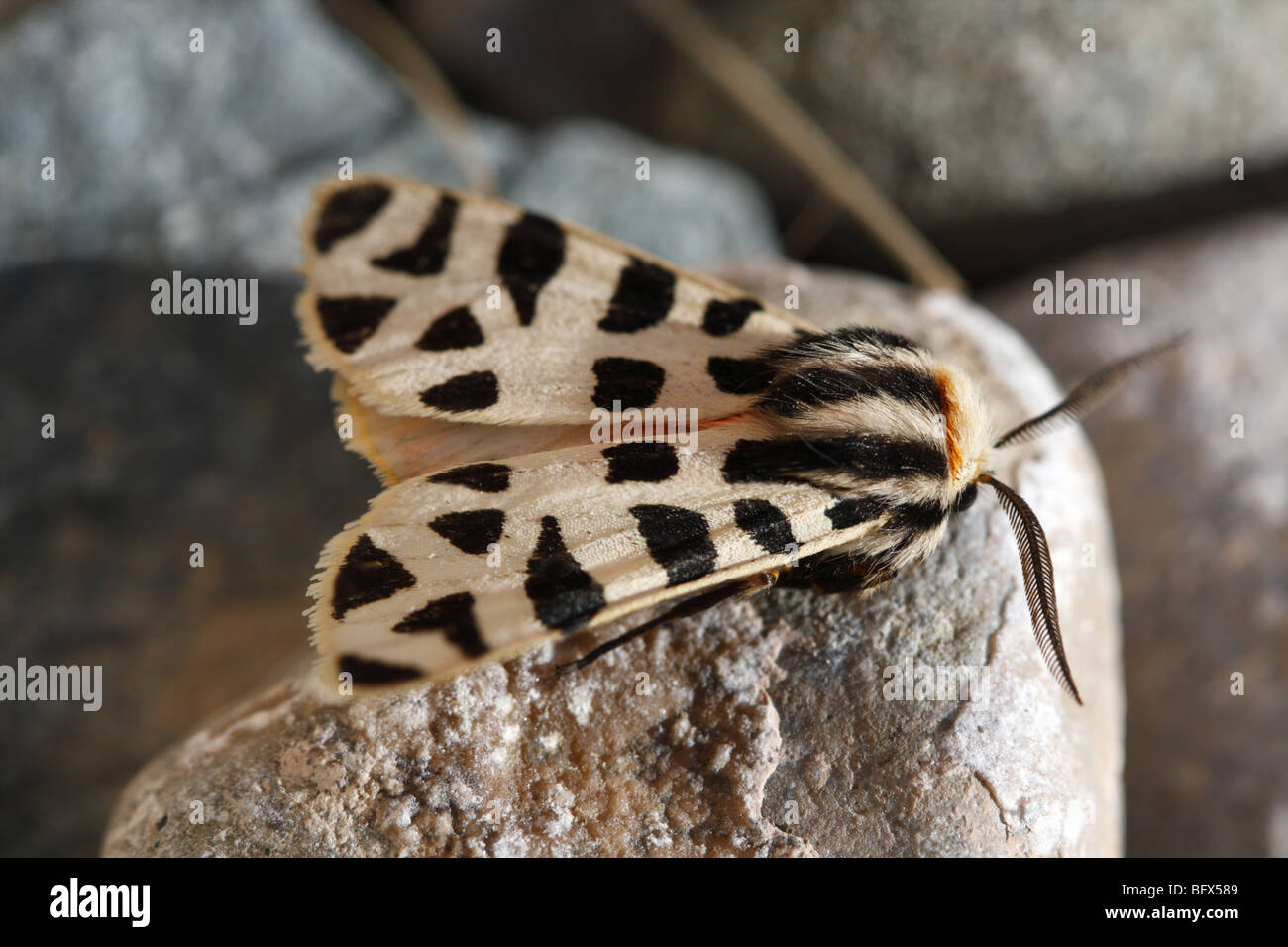 Mexican tiger moth hi-res stock photography and images - Alamy