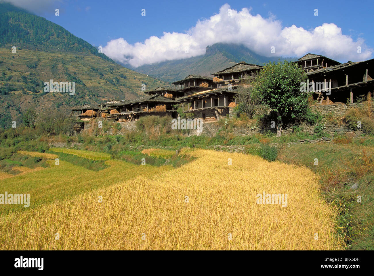 Elk146-1390 India, Himachal Pradesh, Kais village, terraced rice field ...