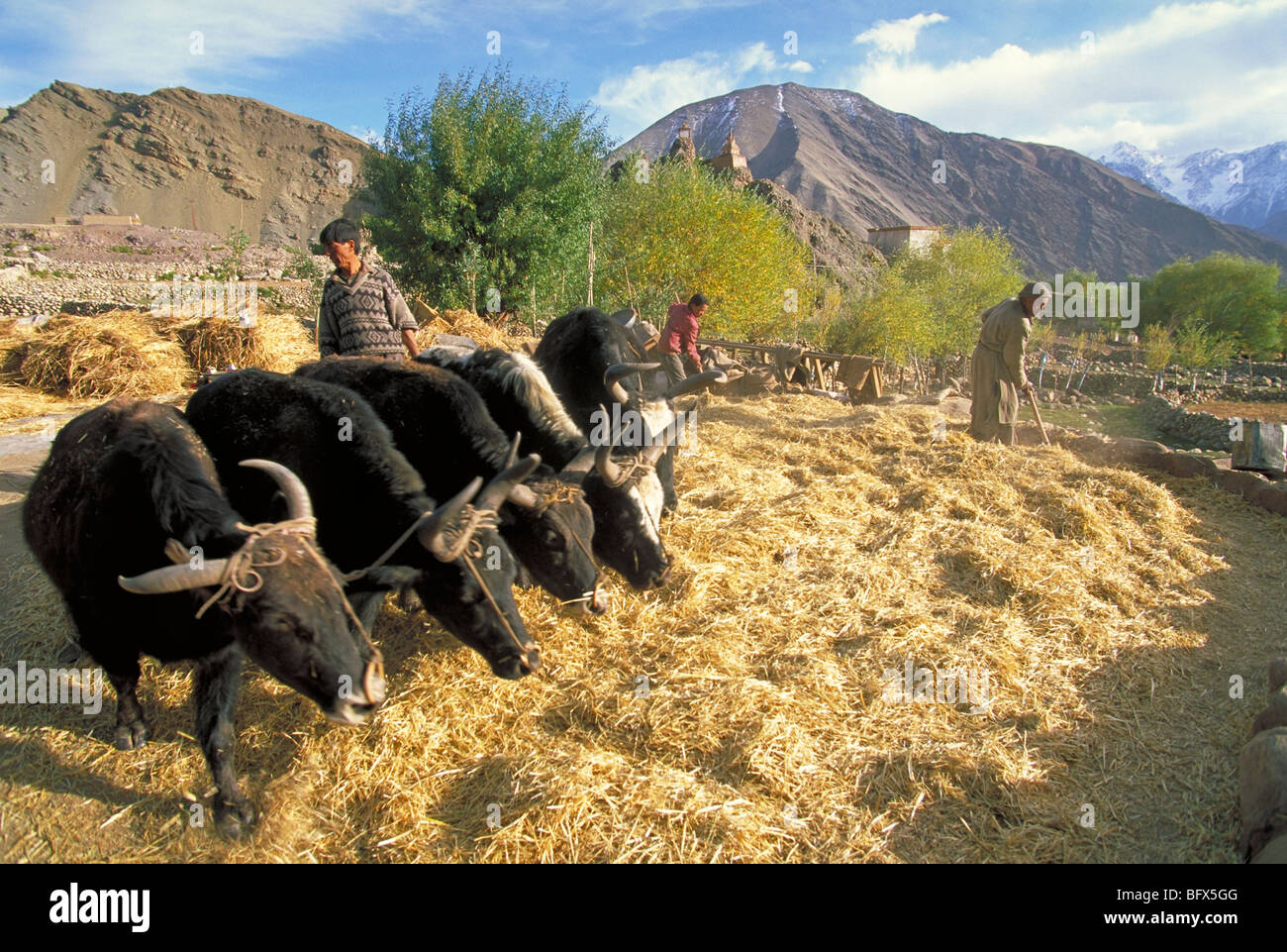 Threshing with cows hi-res stock photography and images - Alamy