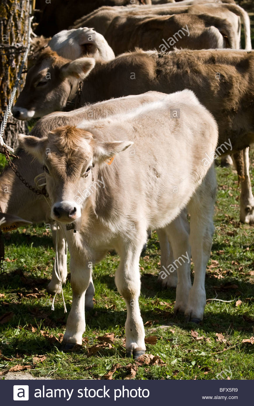 Italian Cattle Breed Stock Photos & Italian Cattle Breed Stock Images ...