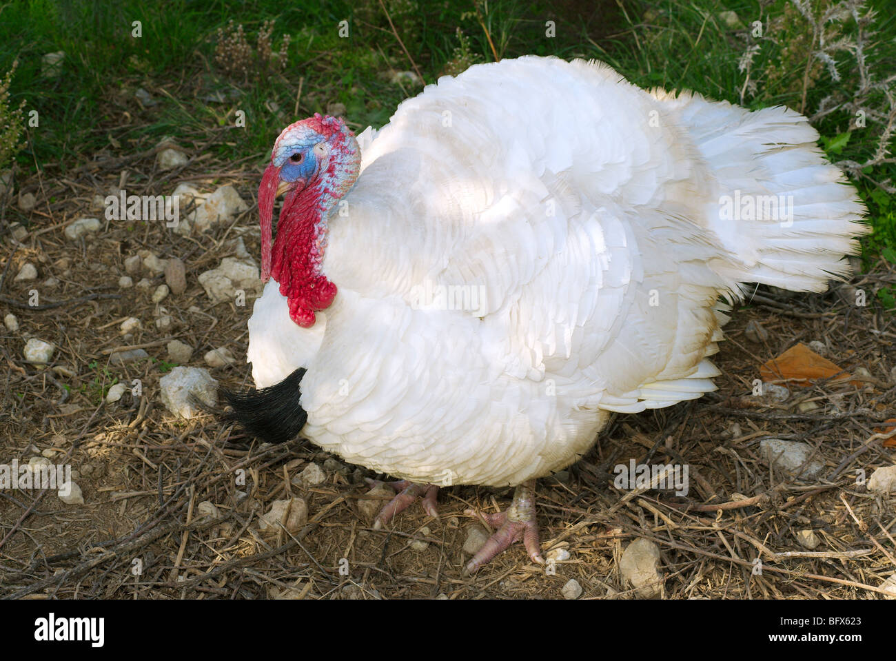 White domestic turkey Stock Photo - Alamy