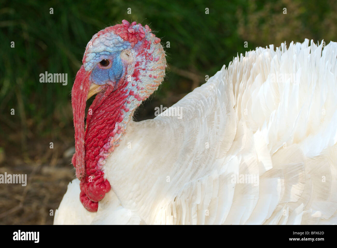 White domestic turkey Stock Photo - Alamy