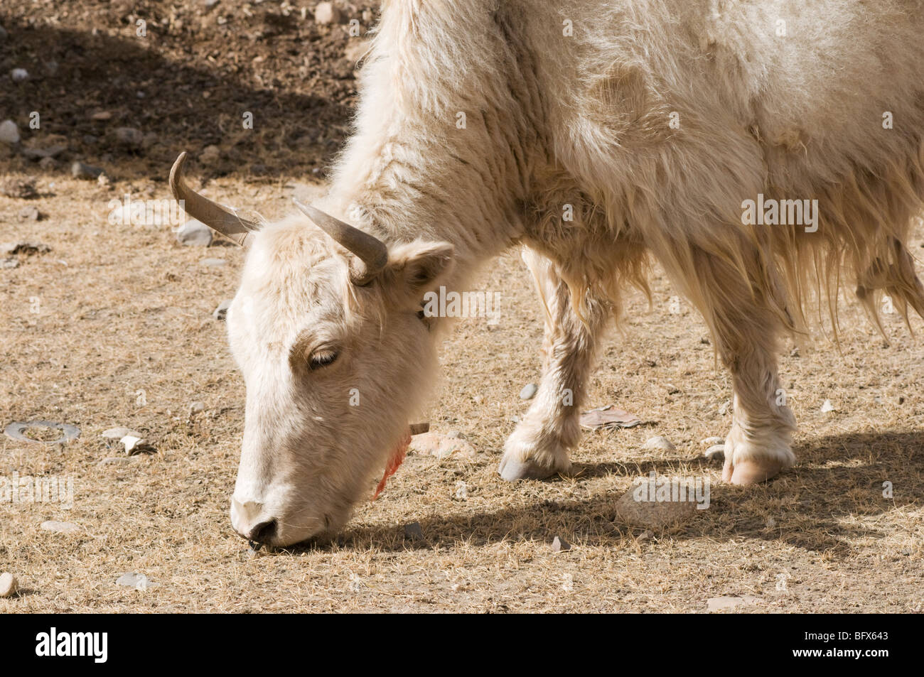 White Yak High Resolution Stock Photography and Images - Alamy