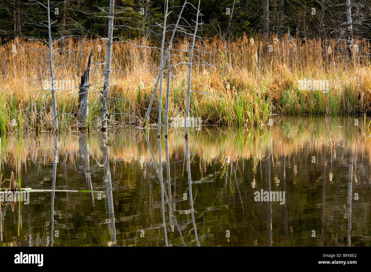 Ponds beaverponds hi-res stock photography and images - Alamy