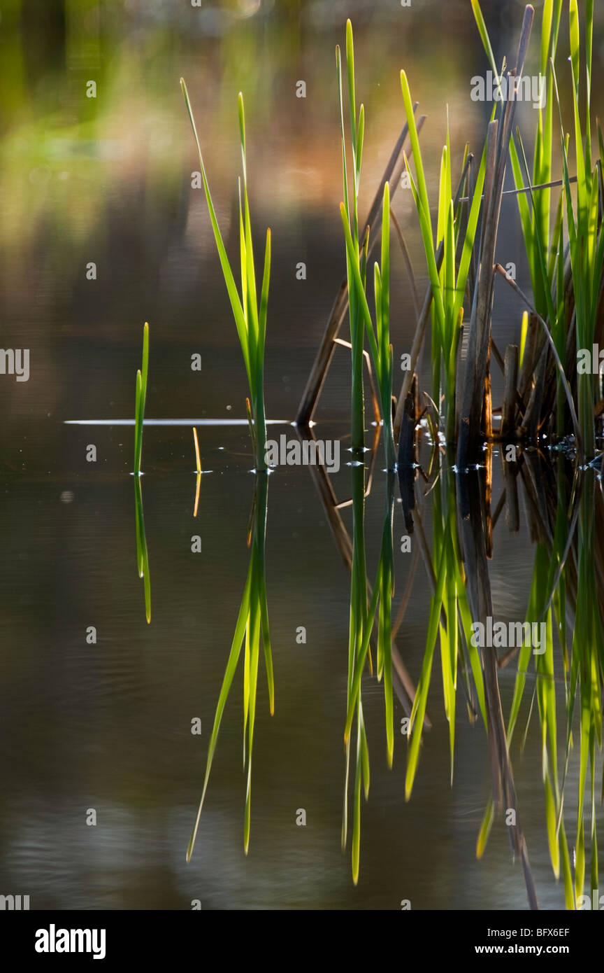 Beaver pond shoreline with fresh emerging grasses and reflections ...