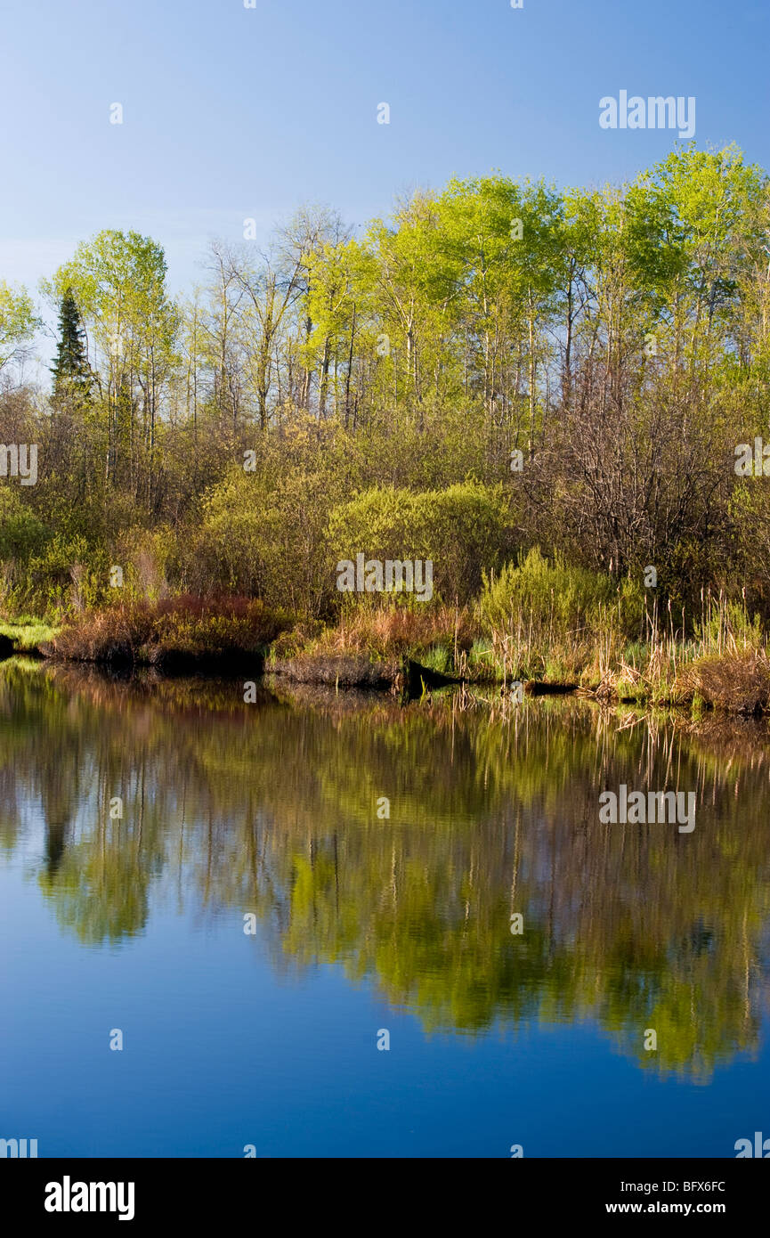 Fresh Spring foliage emerging in birch and aspen trees reflected in ...