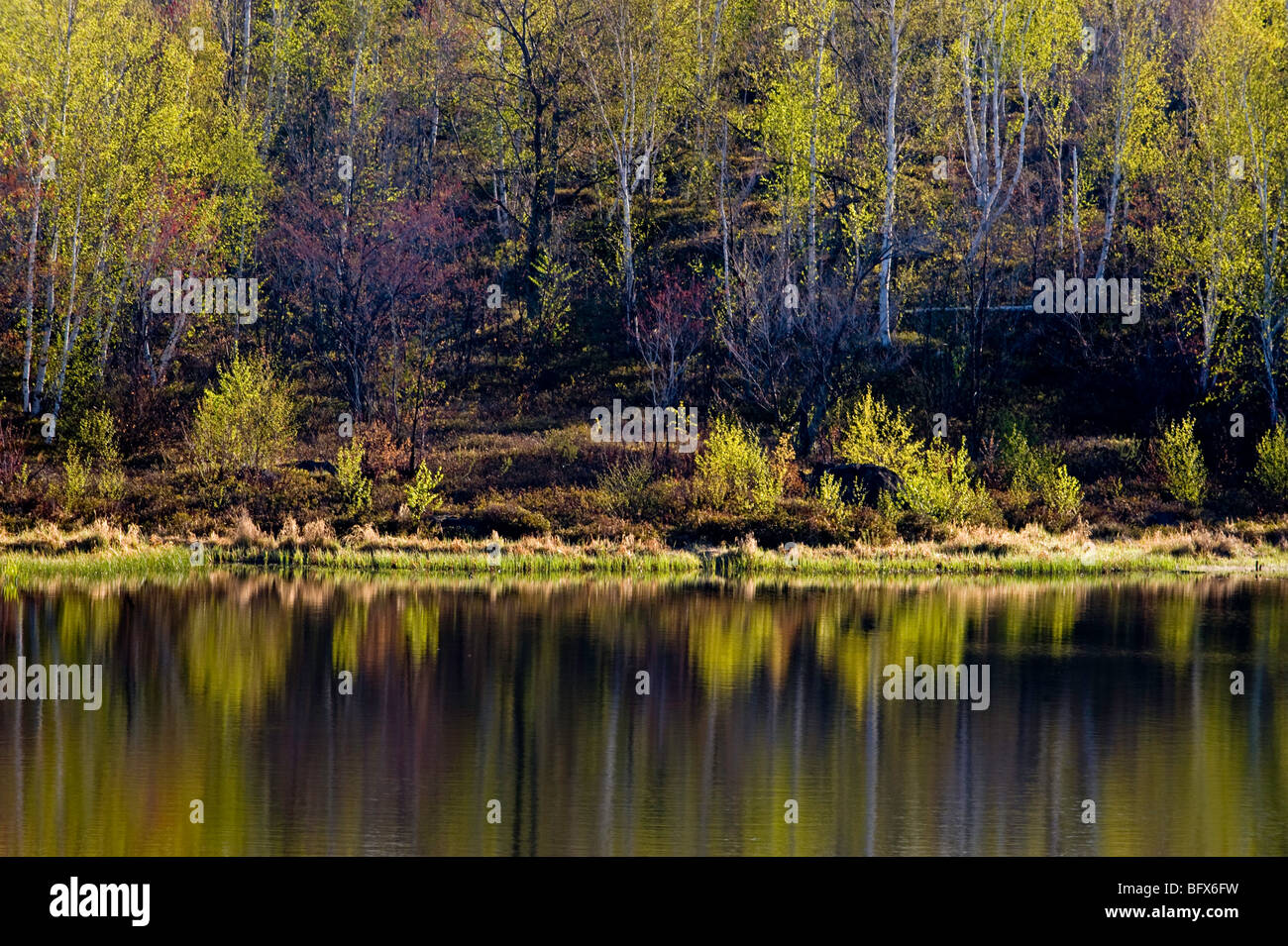 Ponds beaverponds hi-res stock photography and images - Alamy