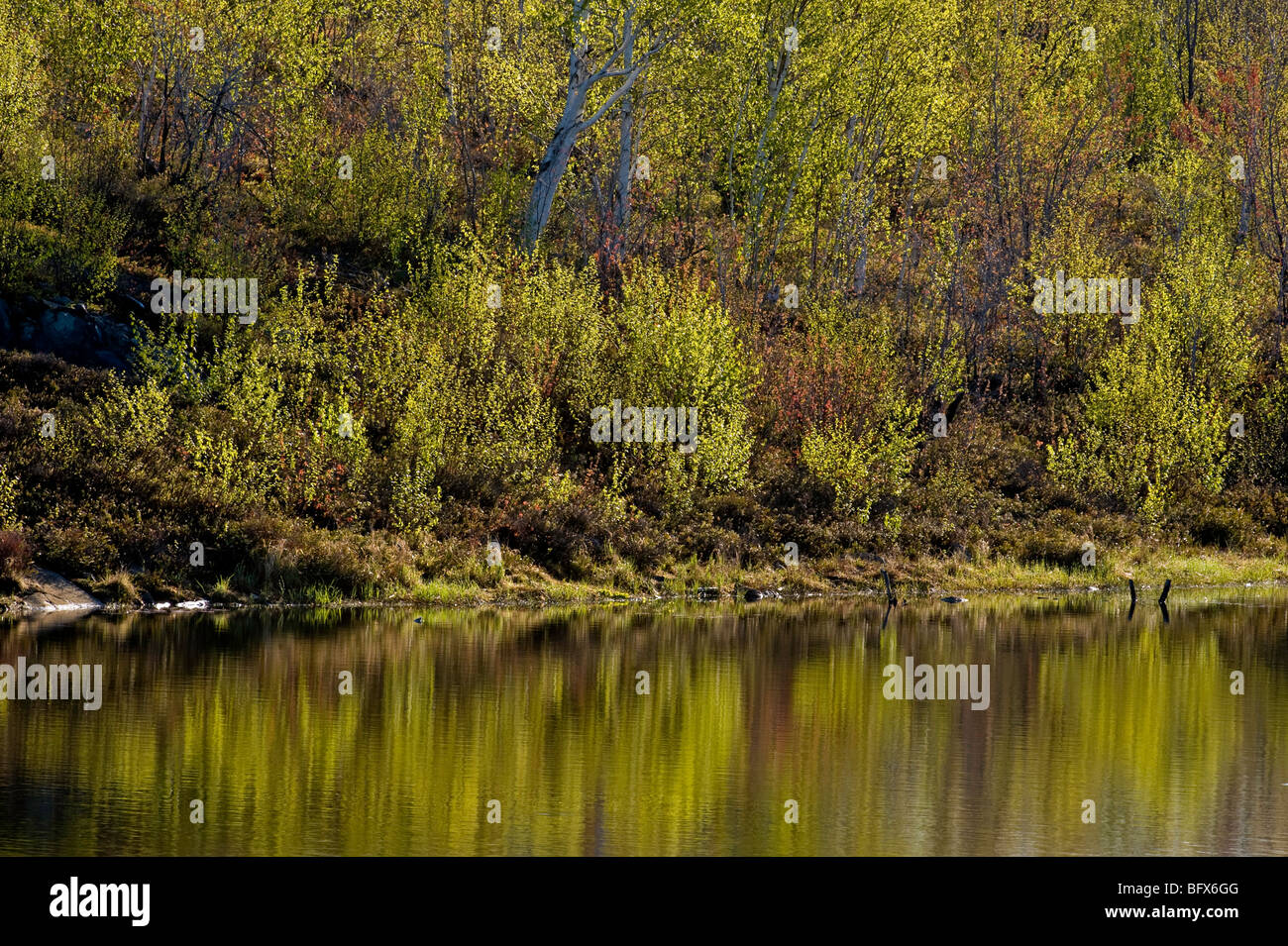 Ponds beaverponds hi-res stock photography and images - Alamy