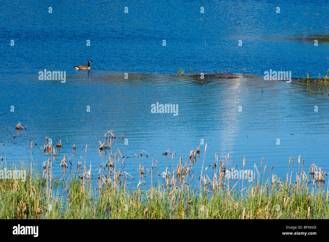 Ponds beaverponds hi-res stock photography and images - Alamy