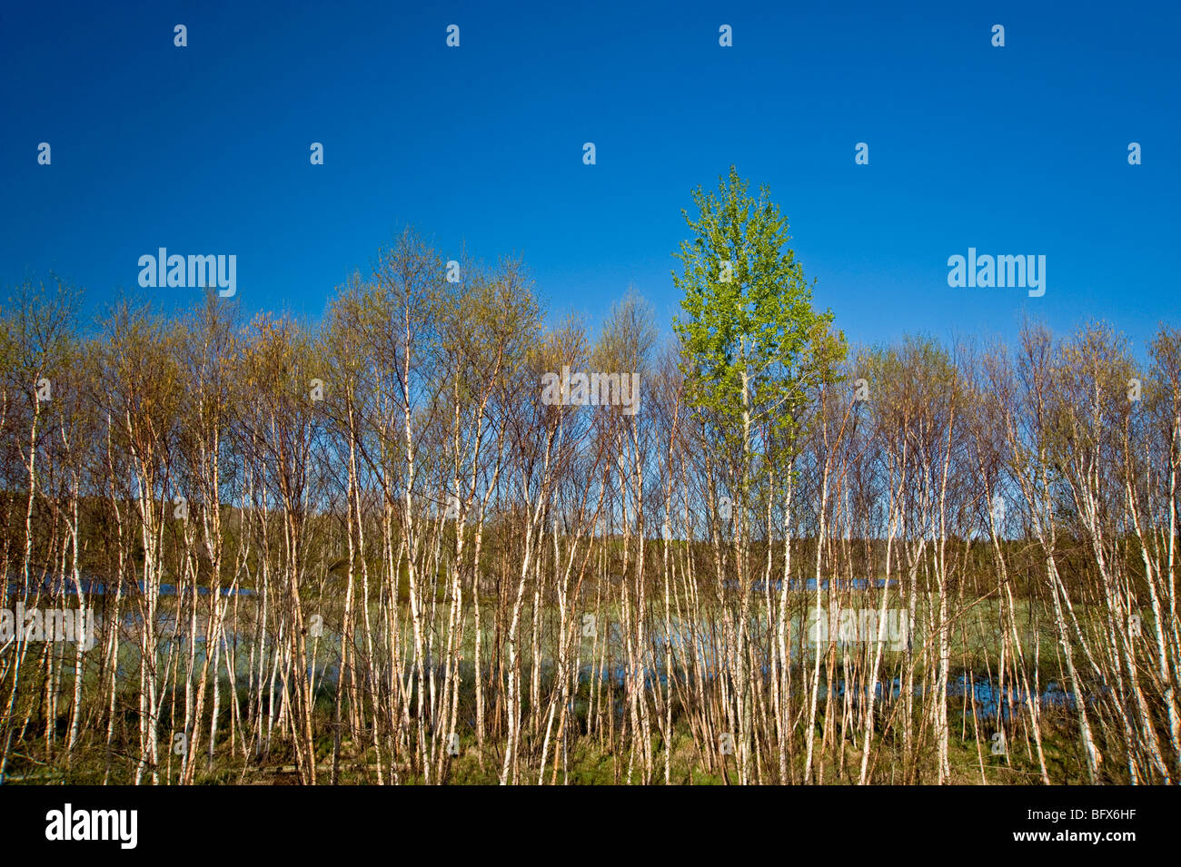 Birch grove with single aspen tree in Spring, Greater Sudbury, Ontario ...