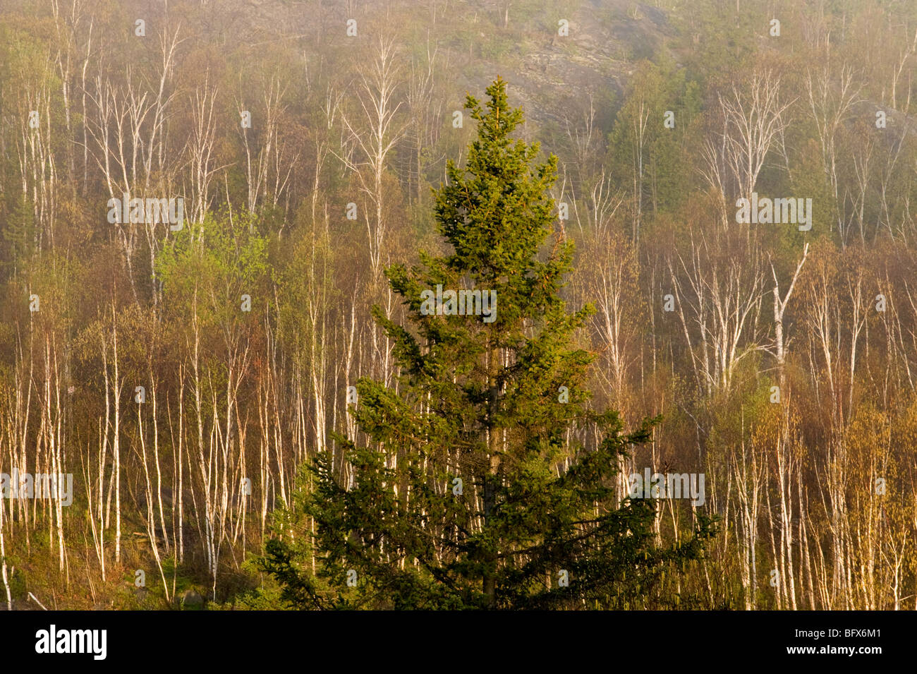 Hillside of Spring white birch trees with white spruce, Greater Sudbury ...