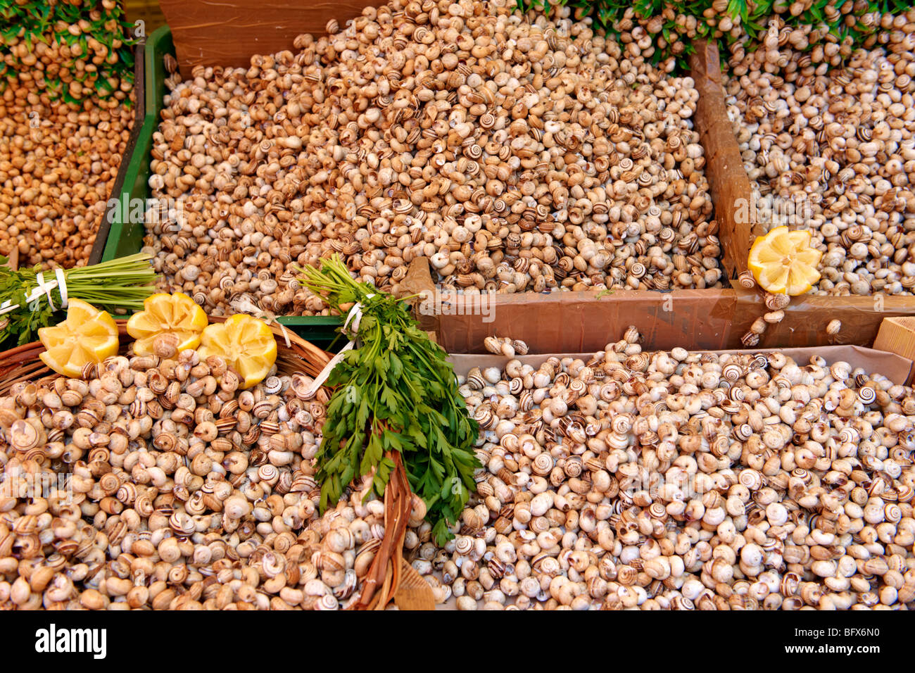 Live edible snails, Palermo food market, Sicily Stock Photo - Alamy