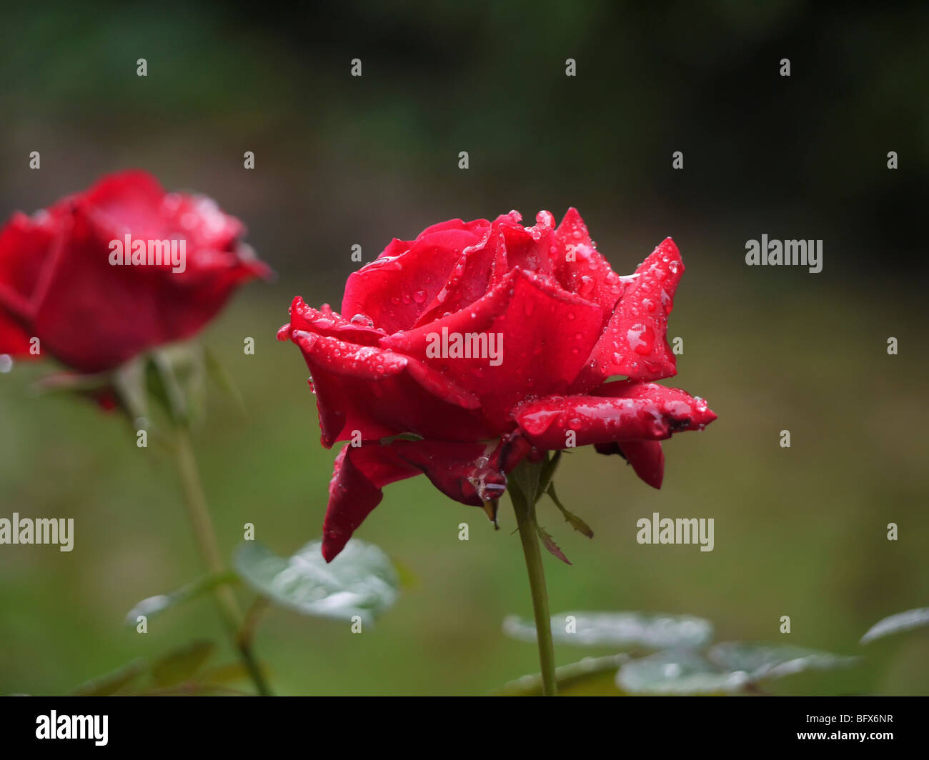 rose in garden with rain drops Stock Photo - Alamy