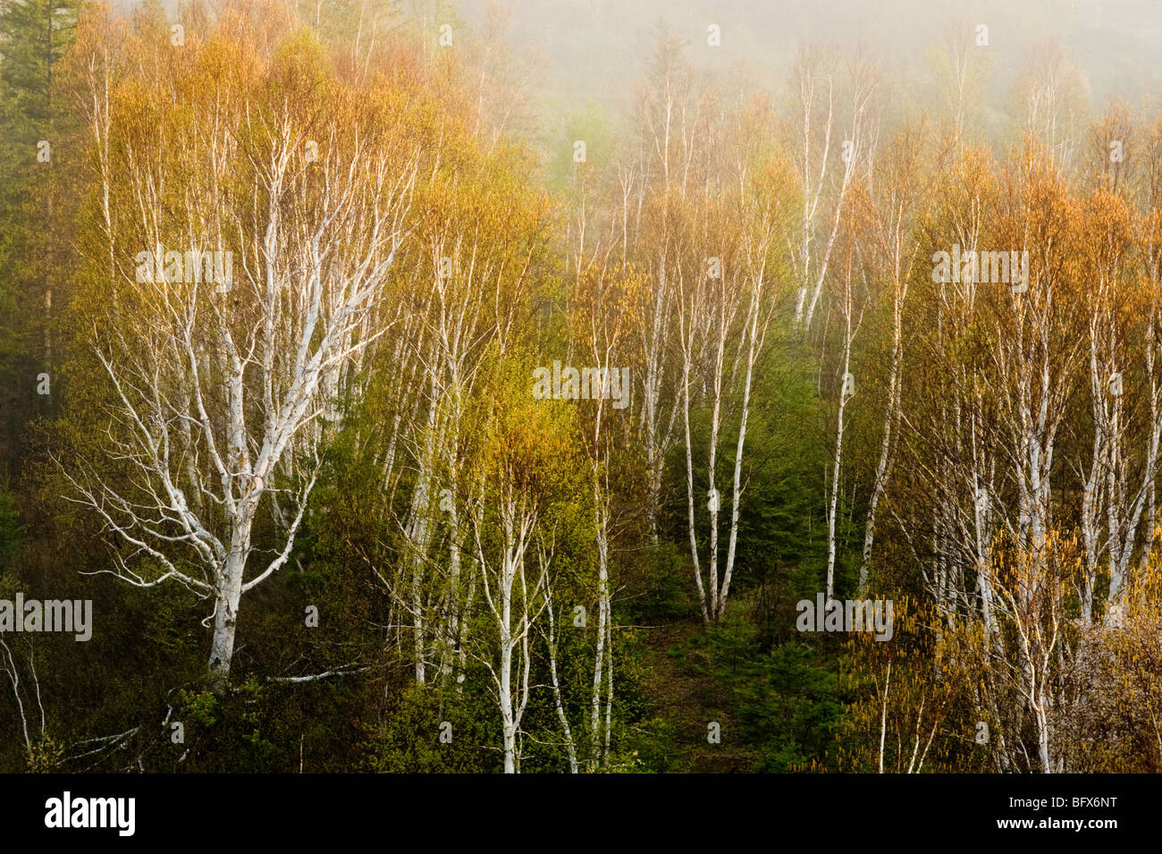 Emerging Spring foliage in deciduous trees in mixed forest on hillside ...