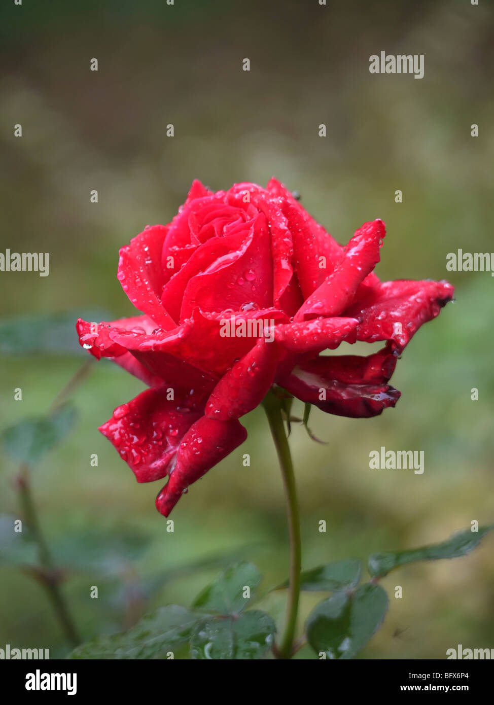 rose in garden with rain drops Stock Photo - Alamy