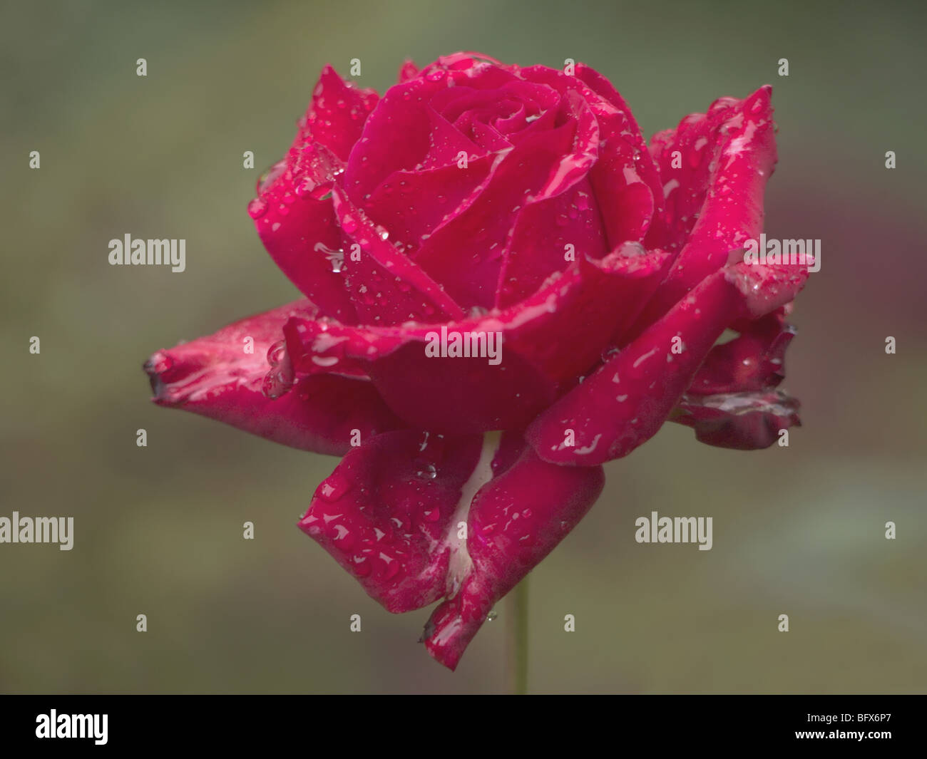 rose in garden with rain drops Stock Photo - Alamy
