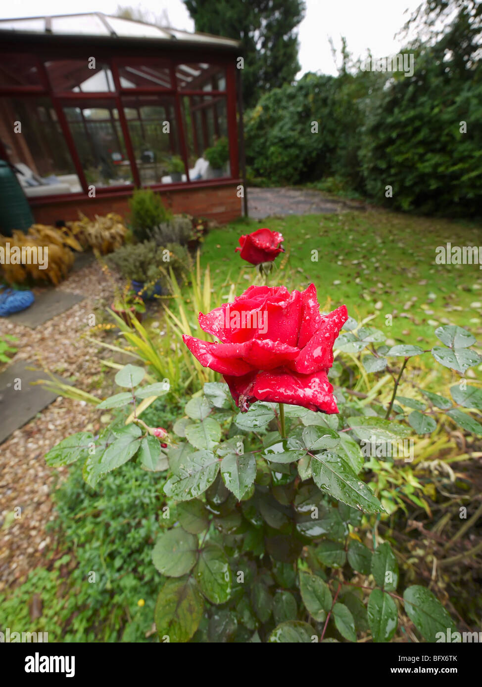 rose in garden with rain drops Stock Photo - Alamy