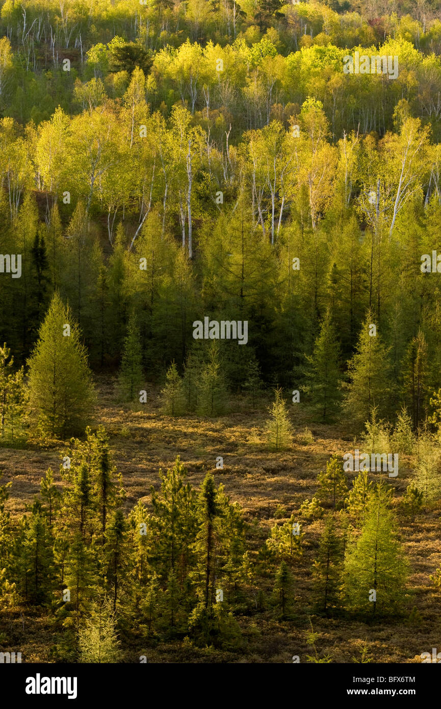 Secondary deciduous forests hi-res stock photography and images - Alamy