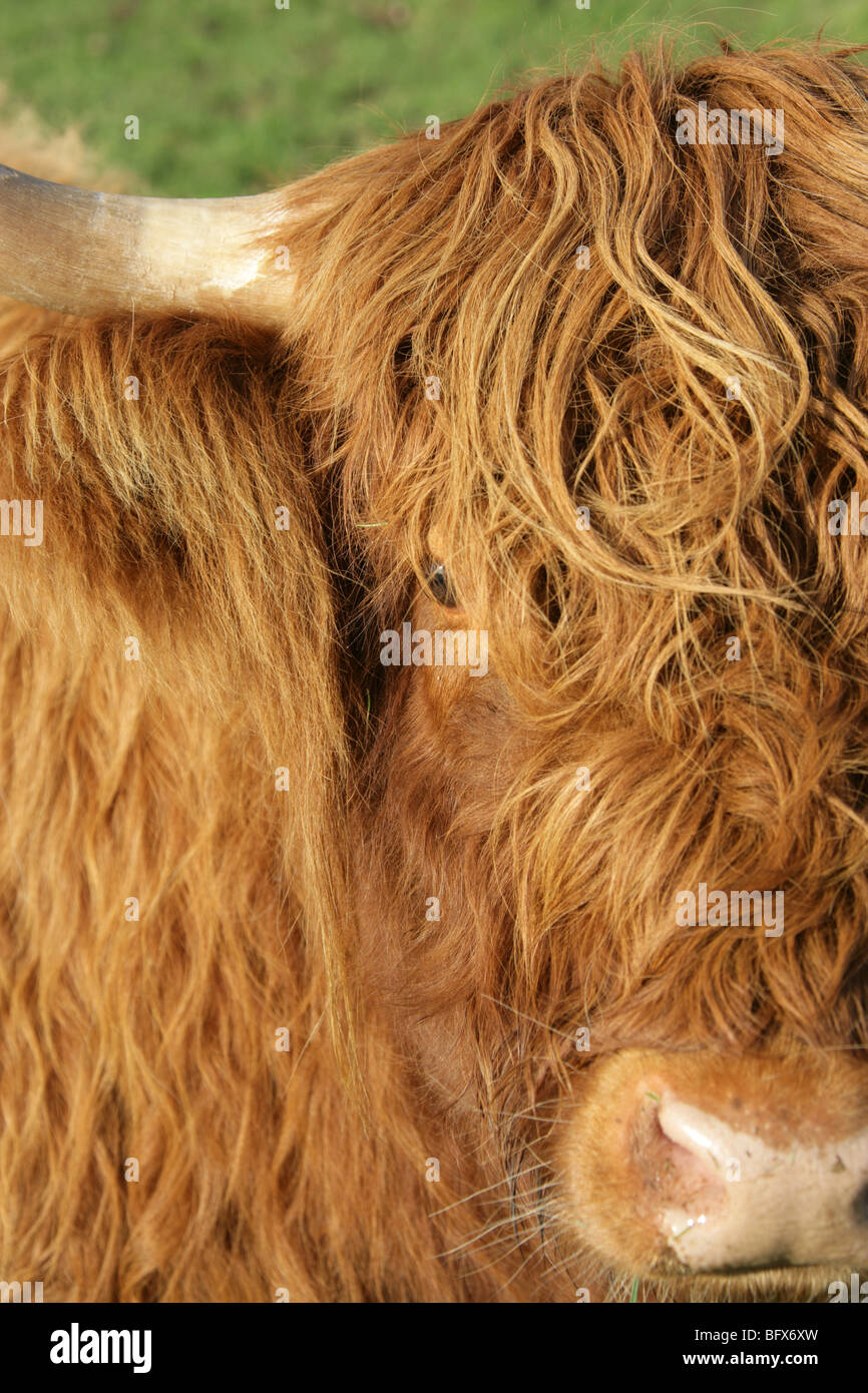 Scotland cattle fold hi-res stock photography and images - Alamy