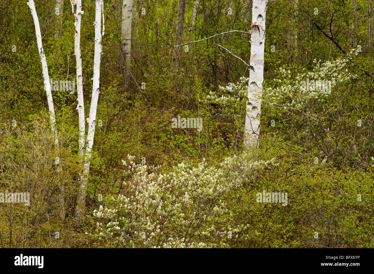 Plant vigorous young trees hi-res stock photography and images - Alamy