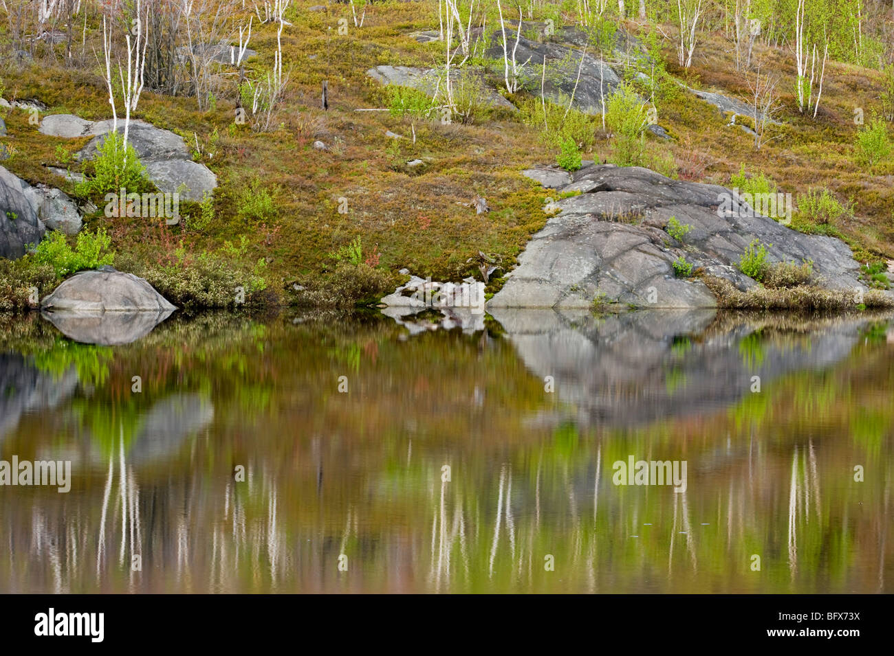 Rock outcrops and early spring foliage colour reflected in beaver pond ...