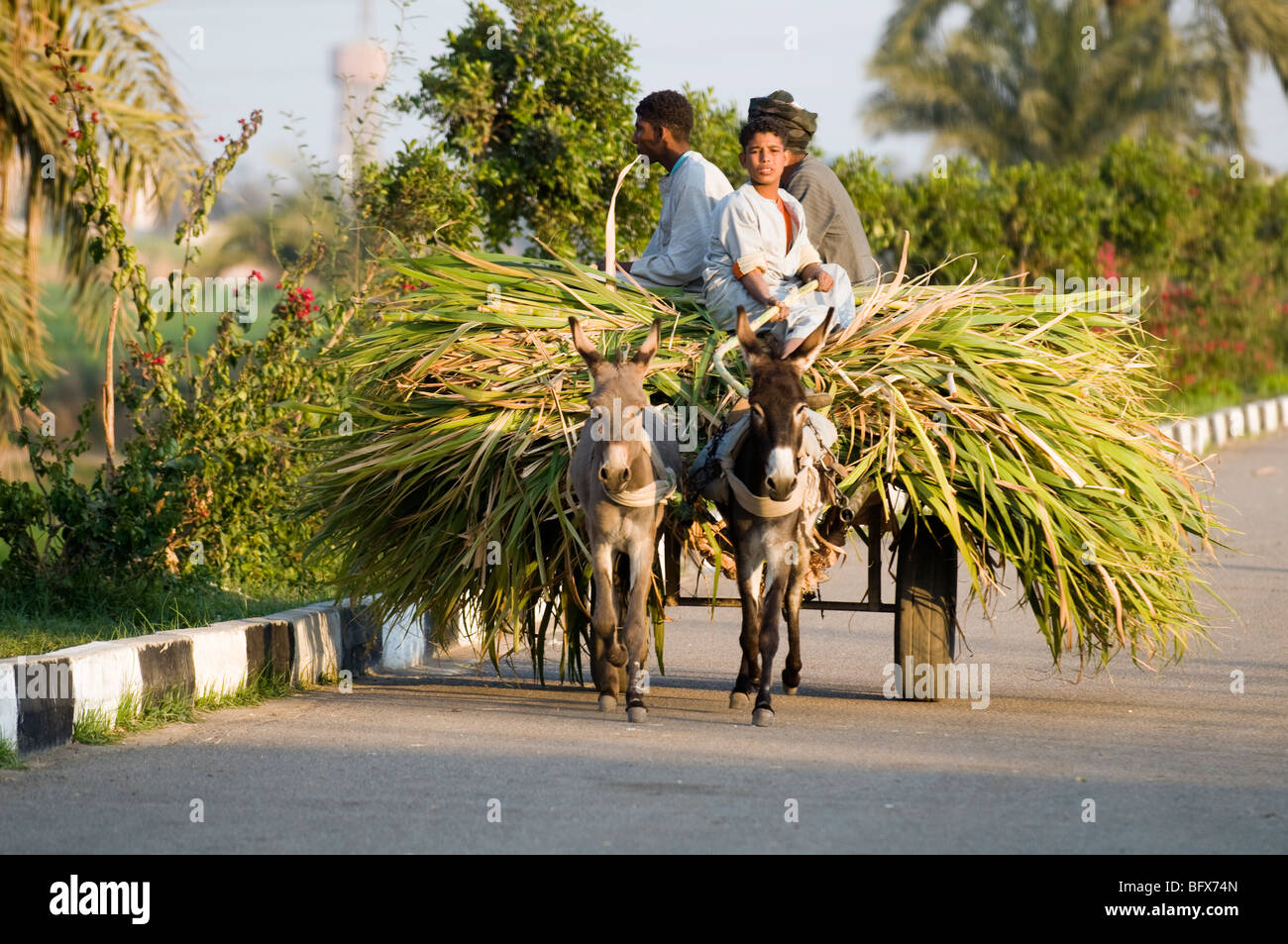'Donkey cart of sugarcane driven by locals on west bank near Luxor ...