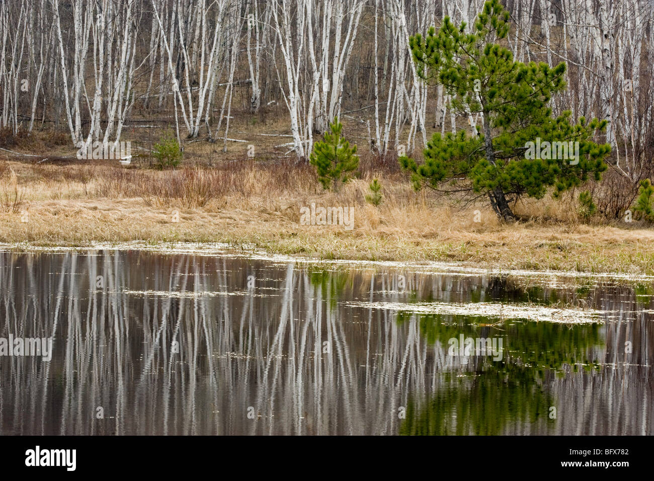 Ponds beaverponds hi-res stock photography and images - Alamy