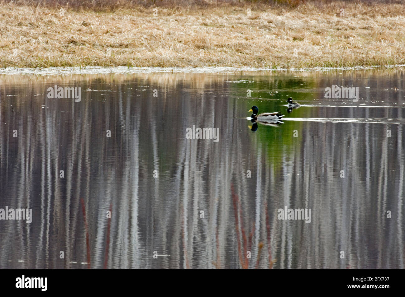 Ponds beaverponds hi-res stock photography and images - Alamy