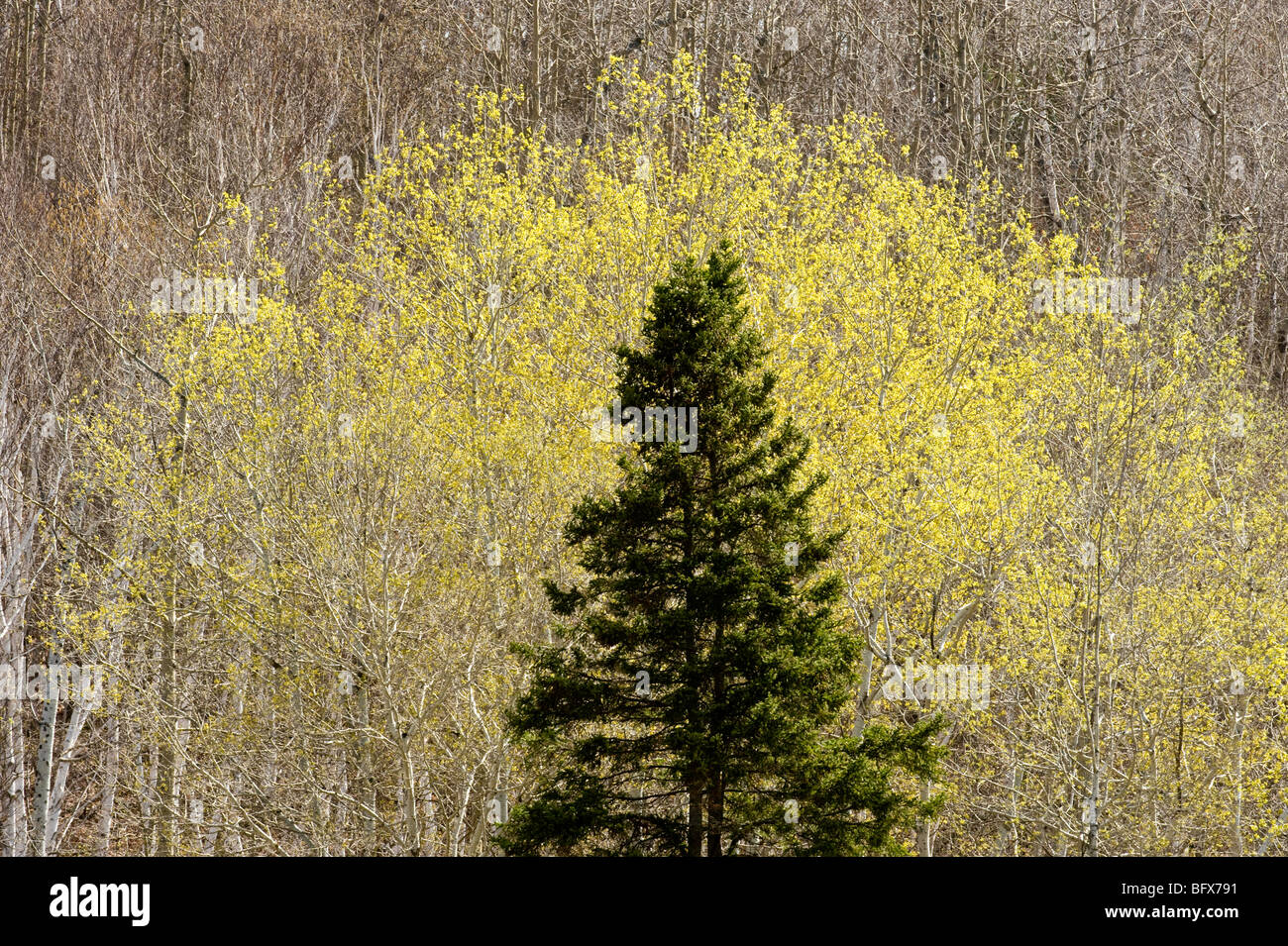 Emerging spring foliage in aspens, with spruce tree, Greater Sudbury ...
