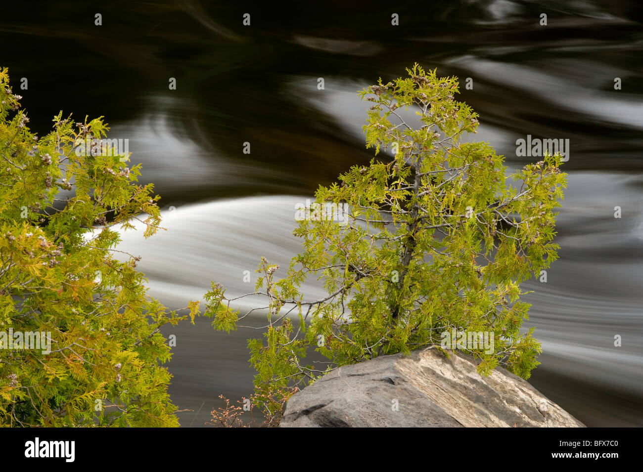 Cedar tree on shore of Wanapitei River rapids, Greater Sudbury, Ontario ...