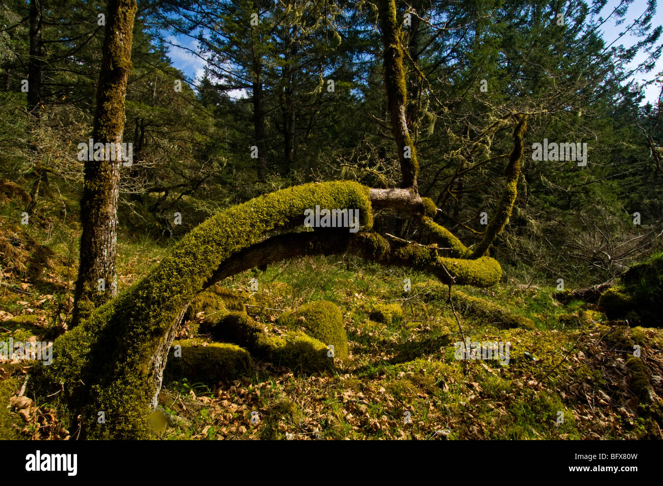 Mossy oak trees in Garry Oak ecosystem, Metchosin, BC British Columbia ...