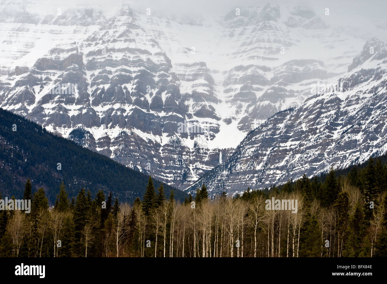 Cloud-shrouded Mt Robson and line of bare aspen trees, Mt Robson ...