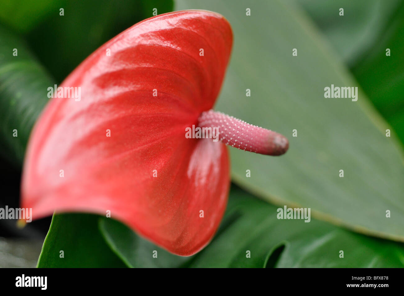 Red Anthurium Flamingo Flower Stock Photo - Alamy