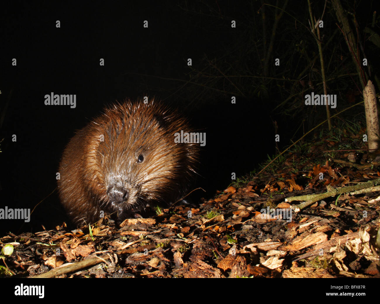 Night wild nature hi-res stock photography and images - Alamy