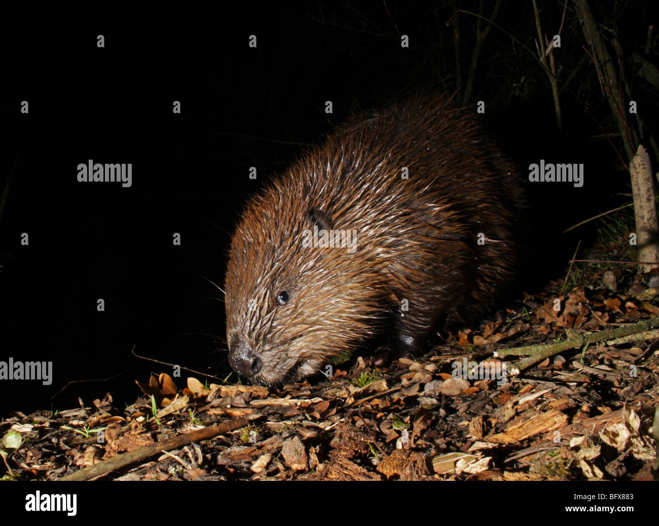 Beaver animal head side view hi-res stock photography and images - Alamy
