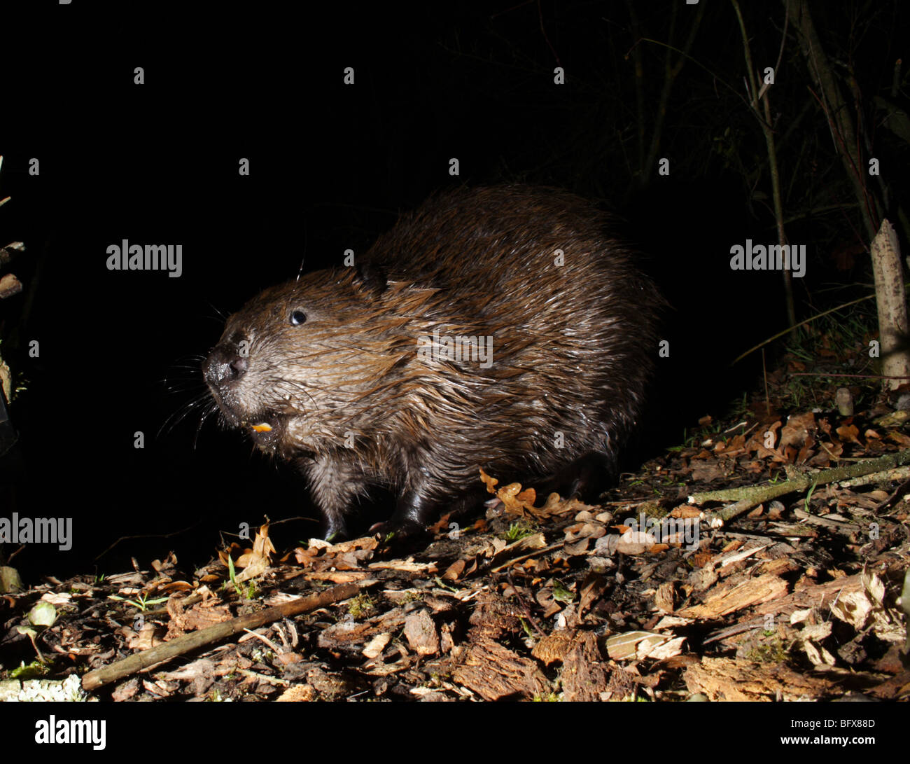 Wet beaver hi-res stock photography and images - Alamy