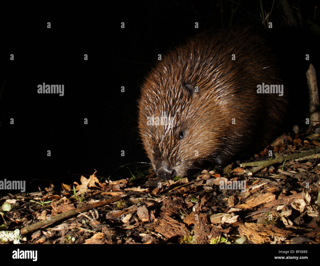 Beaver animal at night hi-res stock photography and images - Alamy