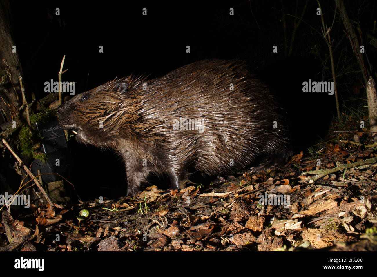European beaver at night in Slovenia Stock Photo - Alamy