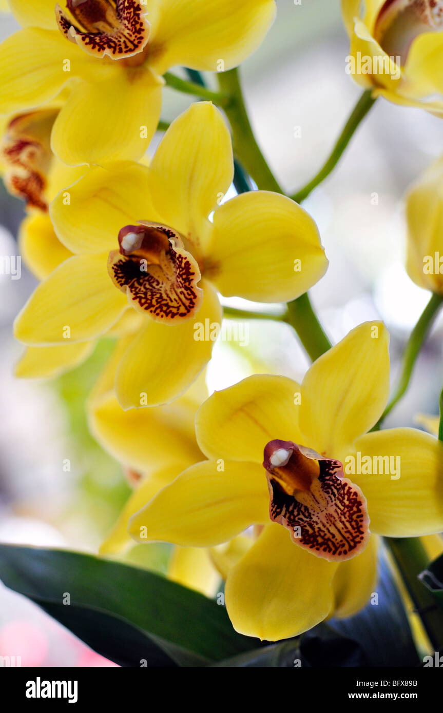 Brown and yellow orchid hi-res stock photography and images - Alamy