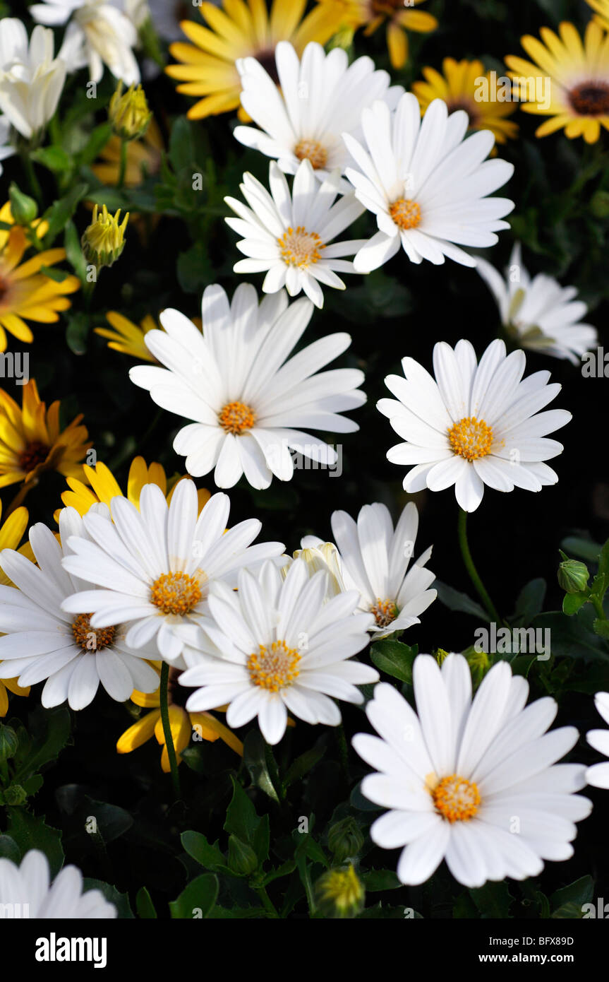 Osteospernum hi-res stock photography and images - Alamy
