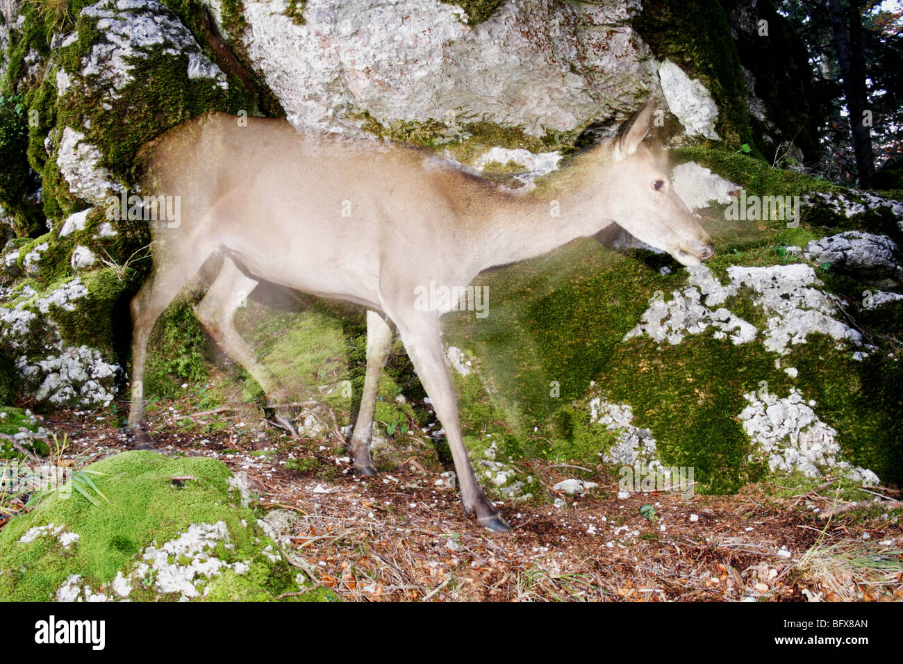 female red deer at night Stock Photo - Alamy