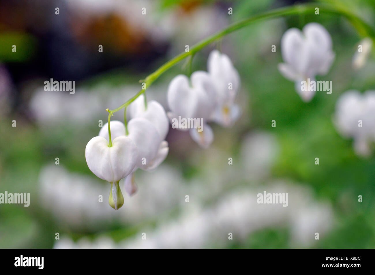 White Bleeding Heart Flower (Dicentra spectabilis alba Stock Photo - Alamy